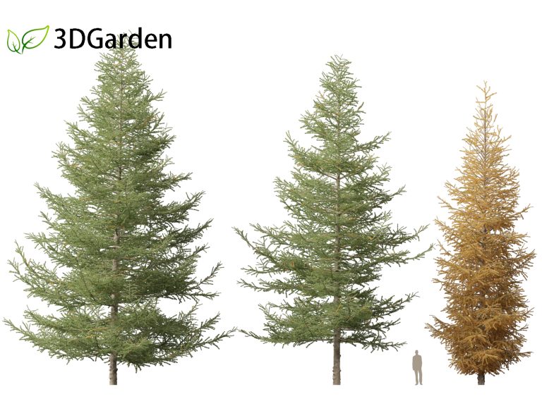 Larix laricina - American larch 3D Model - 3DGardenPlants