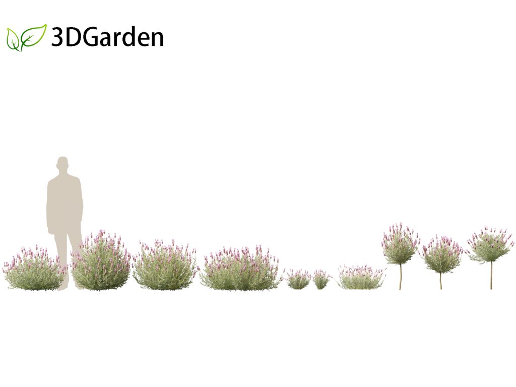 Lavandula stoechas French lavender 3D Model - 3DGardenPlants