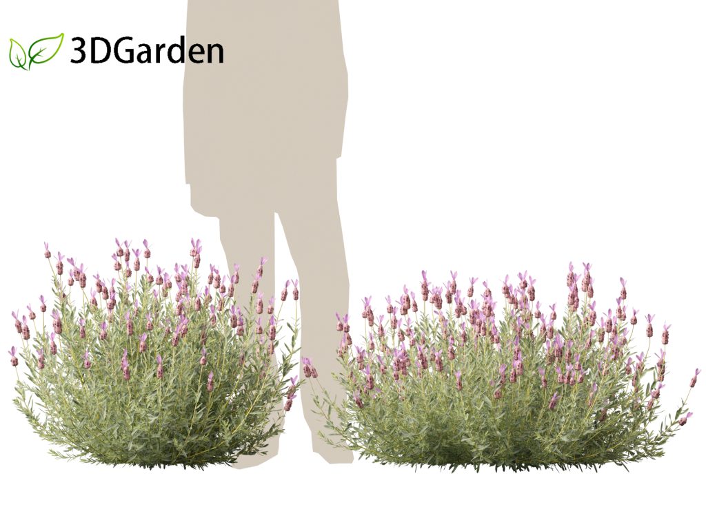 Lavandula stoechas French lavender 3D Model - 3DGardenPlants