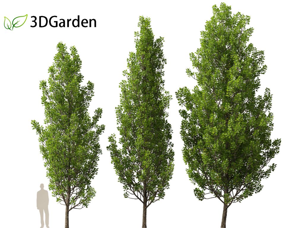 Liriodendron tulipifera Fastigiatum - Upright Tulip Tree 3D Model ...