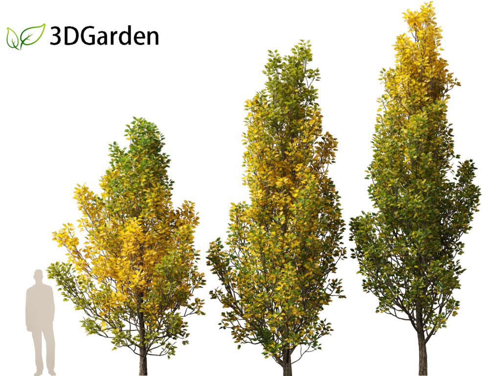 Liriodendron tulipifera Fastigiatum - Upright Tulip Tree 02 3D Model ...