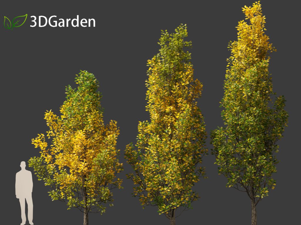 Liriodendron tulipifera Fastigiatum - Upright Tulip Tree 02 3D Model ...