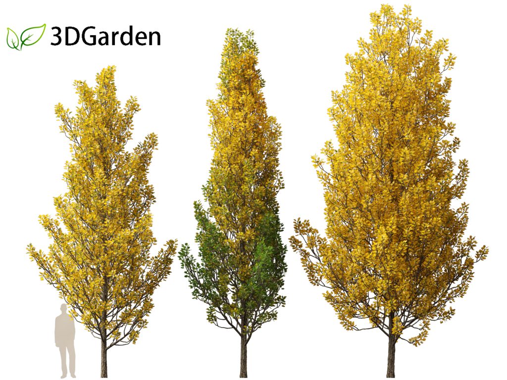 Liriodendron tulipifera Fastigiatum - Upright Tulip Tree 02 3D Model ...