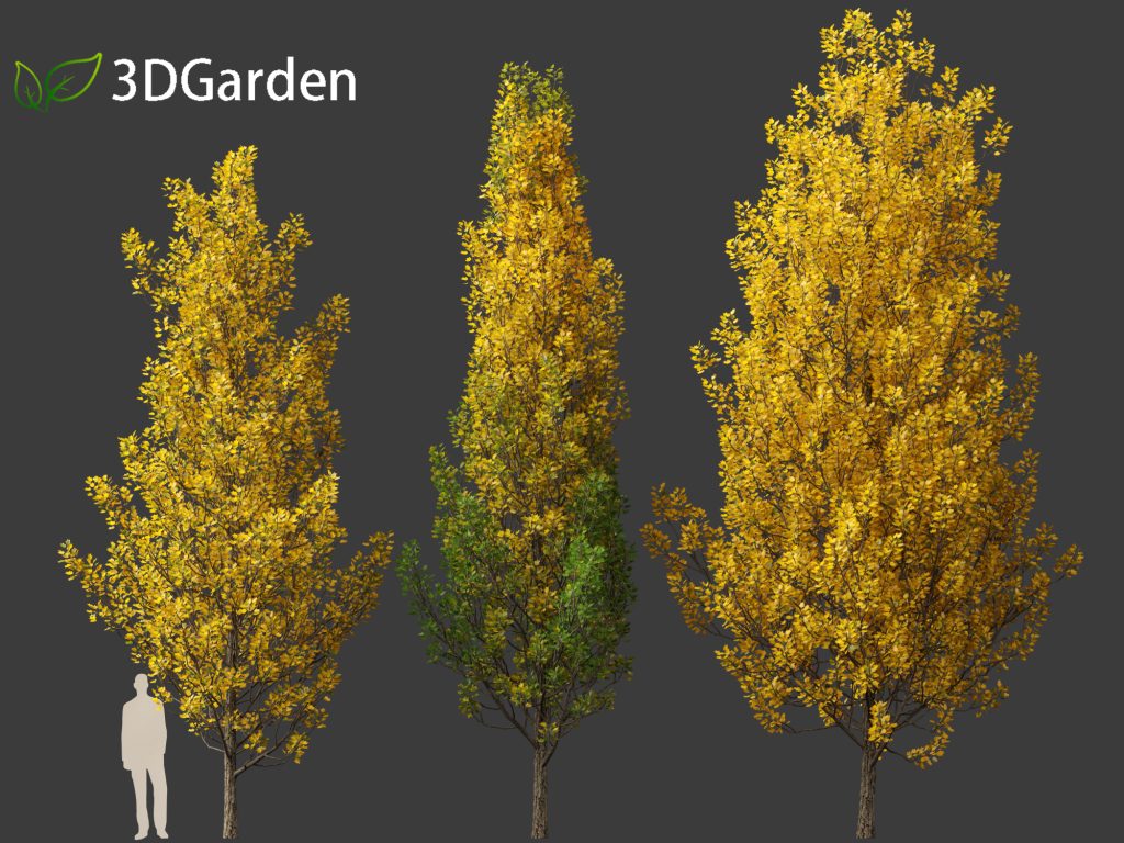 Liriodendron tulipifera Fastigiatum - Upright Tulip Tree 02 3D Model ...