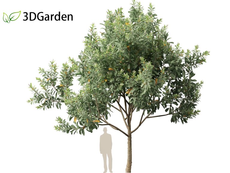 Loquat - Japanese plum Tree 3D Model - 3DGardenPlants