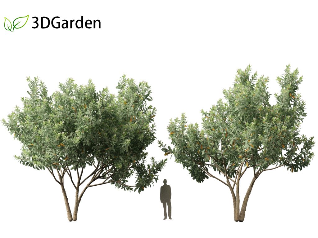 Loquat - Japanese plum Tree 3D Model - 3DGardenPlants