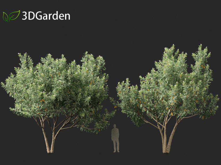 Loquat - Japanese plum Tree 3D Model - 3DGardenPlants