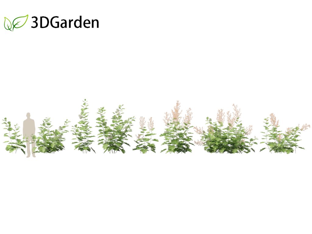 Macleaya microcarpa - plume poppies 3D model - 3DGardenPlants