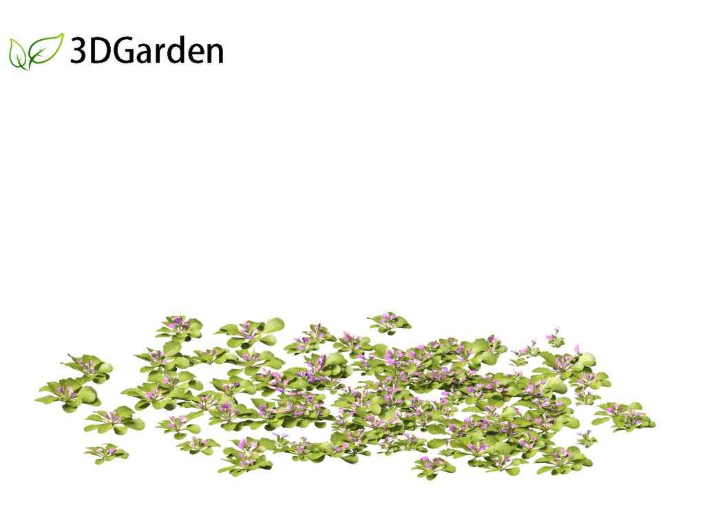 Mazus pumilus - Japanese Mazus 3D Model - 3DGardenPlants