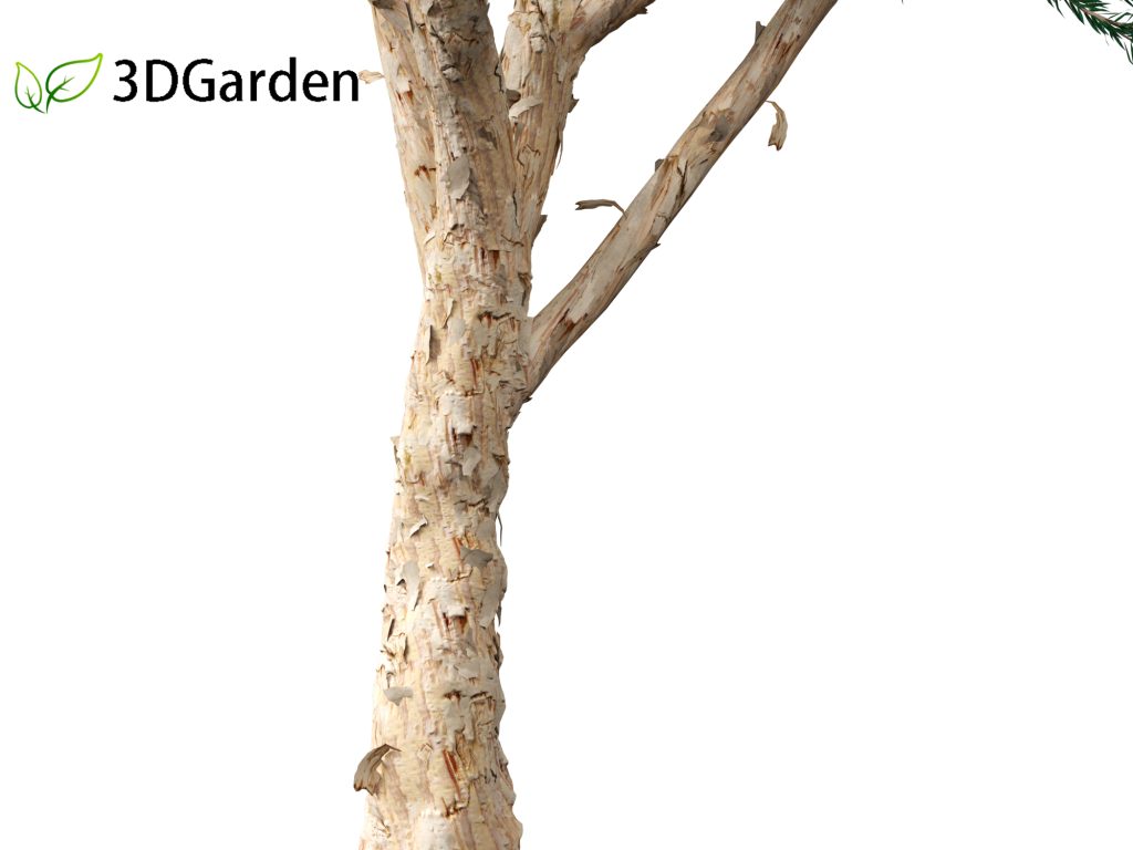 Melaleuca linariifolia - flax-leaved paperbark 3D Model - 3DGardenPlants