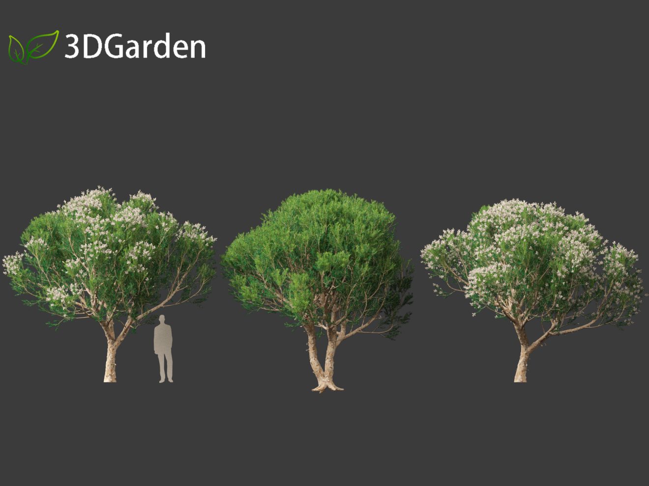 Melaleuca linariifolia - flax-leaved paperbark 3D Model - 3DGardenPlants