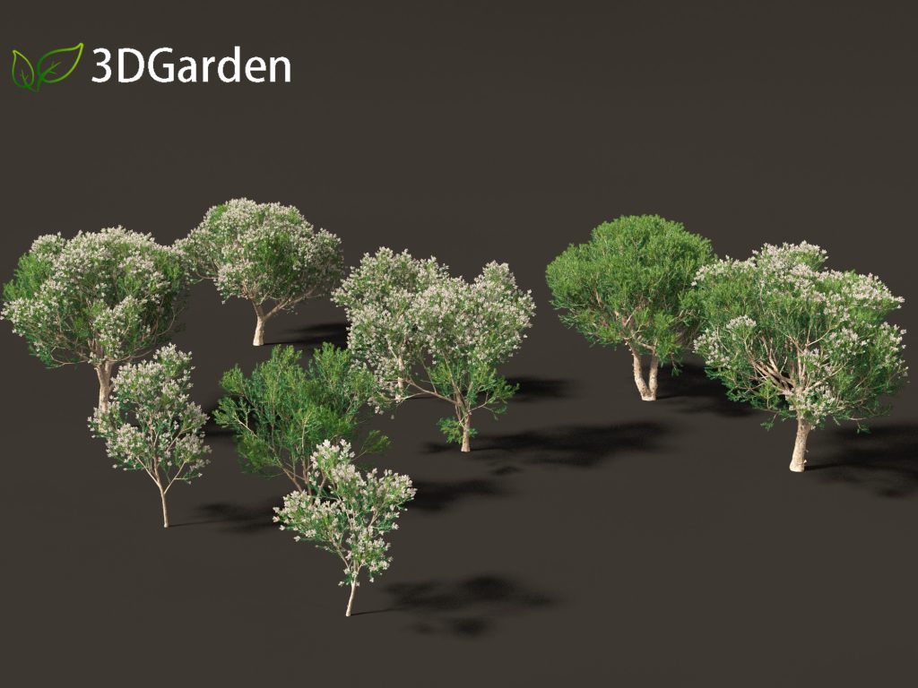 Melaleuca linariifolia - flax-leaved paperbark 3D Model - 3DGardenPlants
