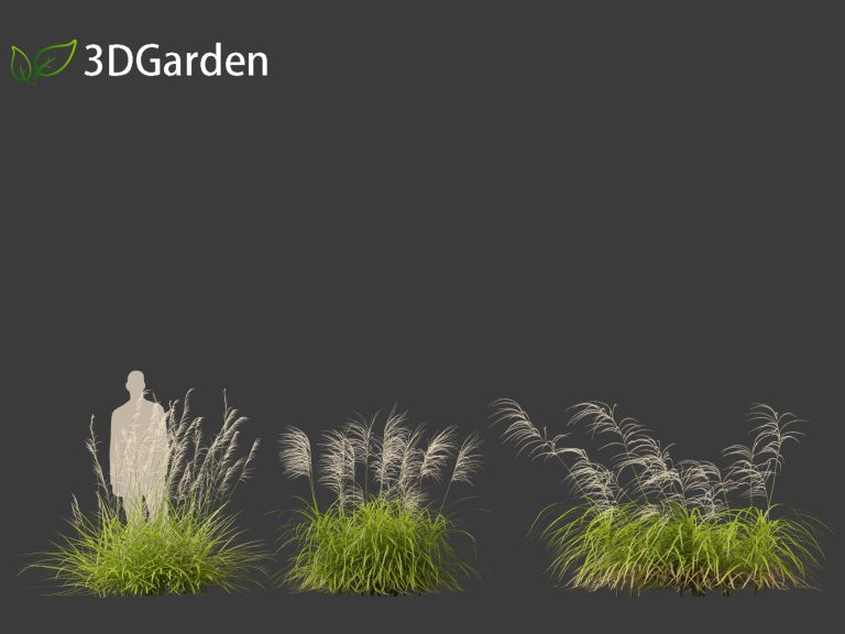 Miscanthus flavidus - Zebra grass 3D Model - 3DGardenPlants