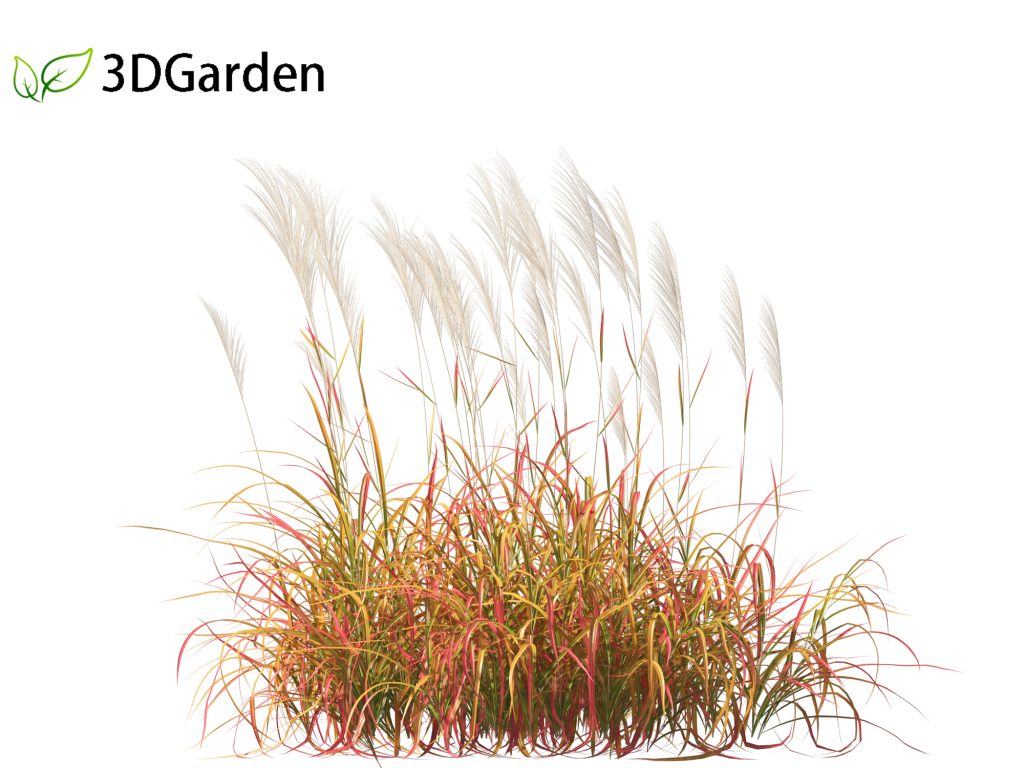 Miscanthus purpurascens - Flame Grass 3D Model - 3DGardenPlants