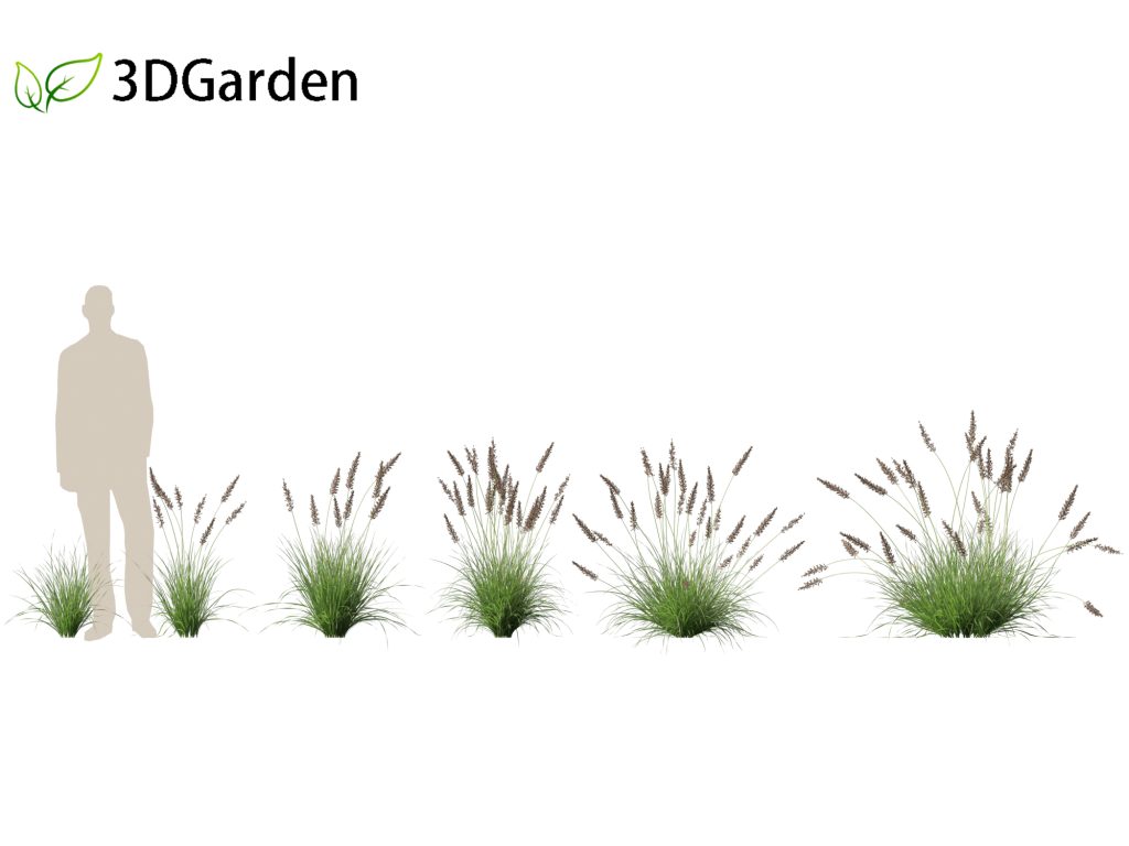 Molinia caerulea - purple moor-grass 3D Model - 3DGardenPlants