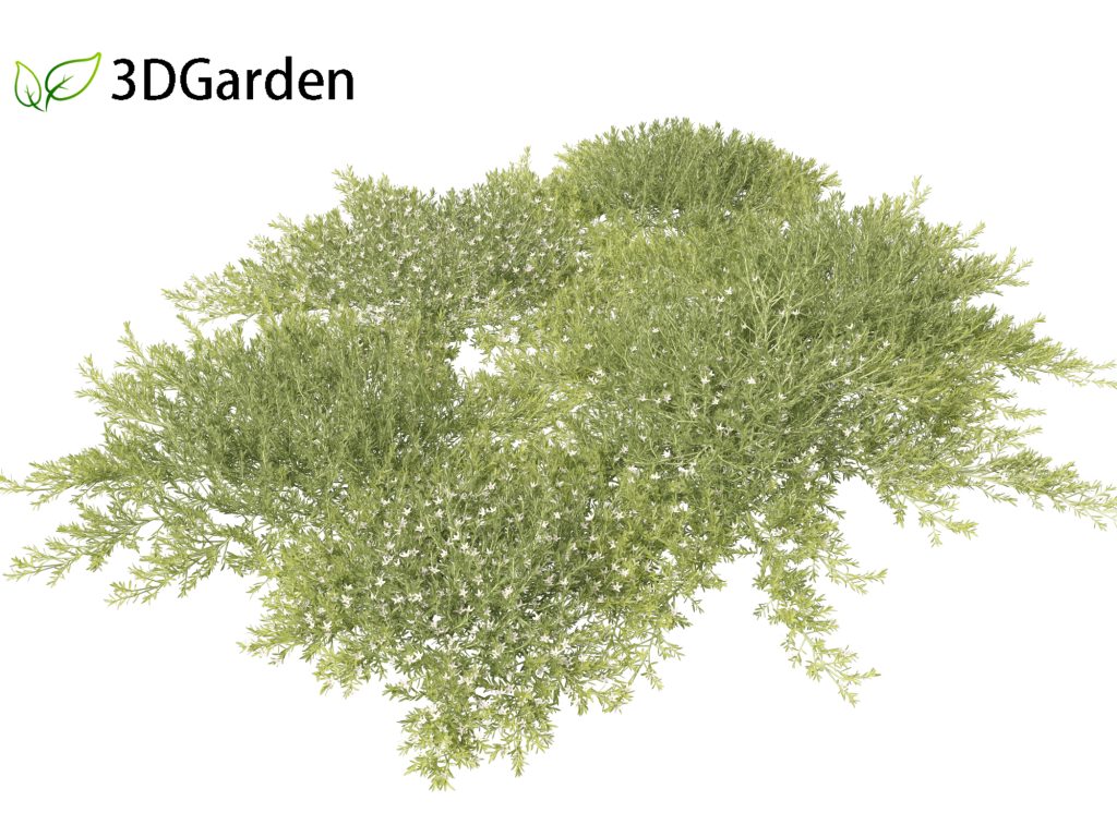 Myoporum parvifolium - Creeping Boobialla 3D Model - 3DGardenPlants
