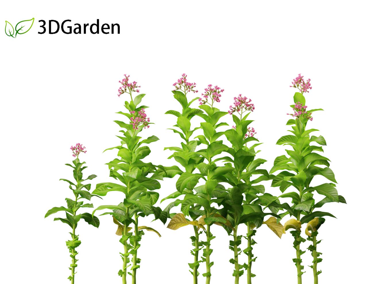 Nicotiana tabacum – Tobacco 3D Model - 3DGardenPlants