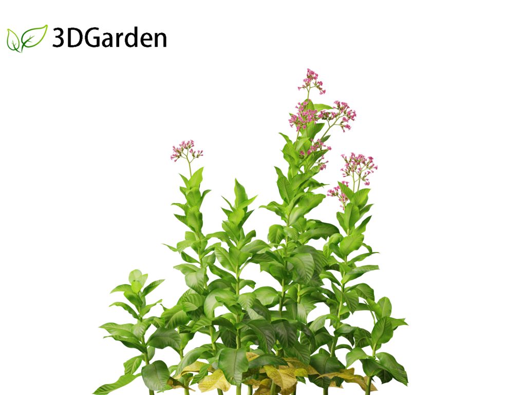 Nicotiana tabacum – Tobacco 3D Model - 3DGardenPlants