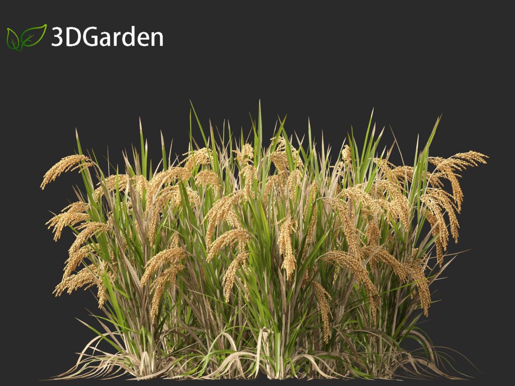 Oryza sativa – Rice 3D Model - 3DGardenPlants
