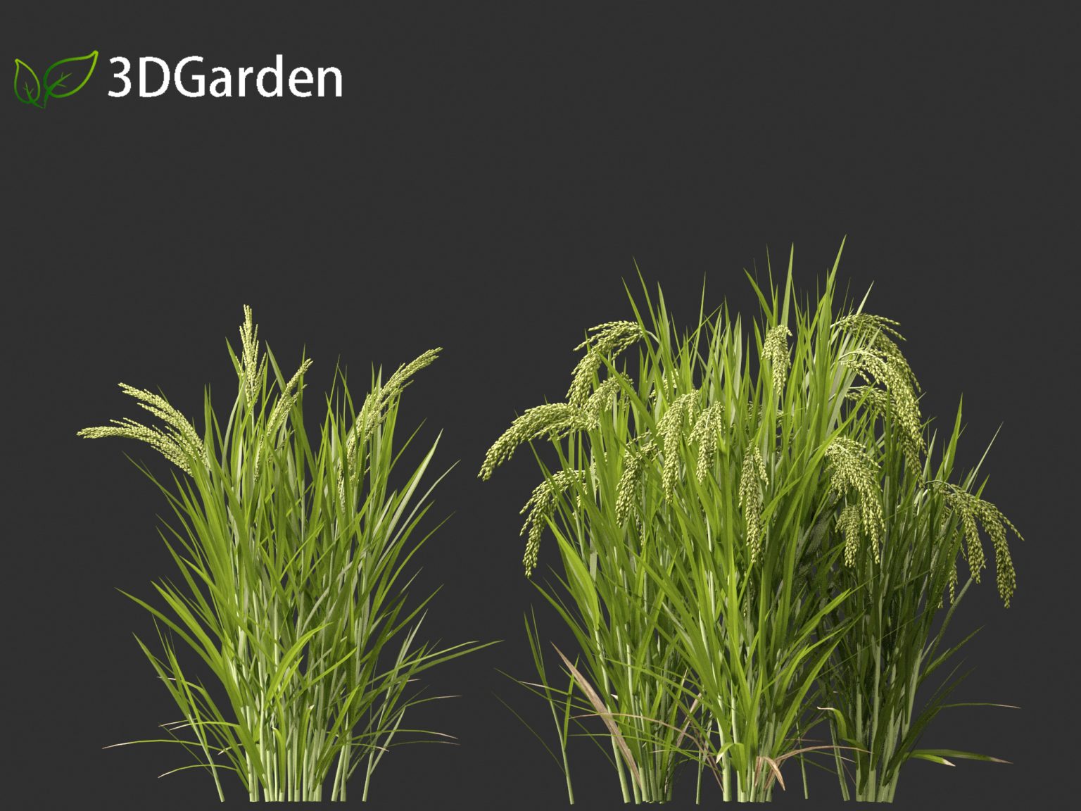 Oryza sativa – Rice 3D Model - 3DGardenPlants