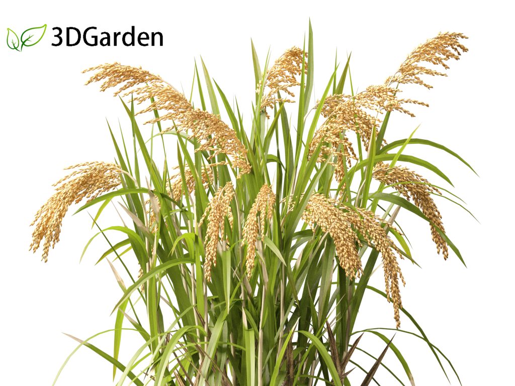 Oryza sativa – Rice 3D Model - 3DGardenPlants