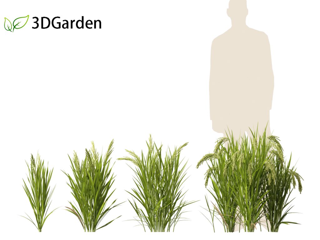 Oryza sativa – Rice 3D Model - 3DGardenPlants