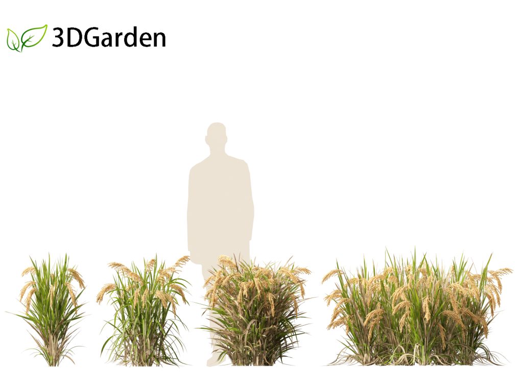Oryza sativa – Rice 3D Model - 3DGardenPlants