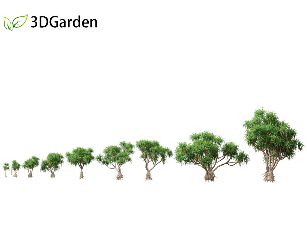 Pandanus tectorius – Screw pine 3D Model - 3DGardenPlants