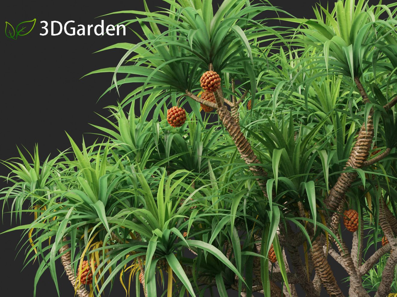 Pandanus tectorius – Screw pine 3D Model - 3DGardenPlants
