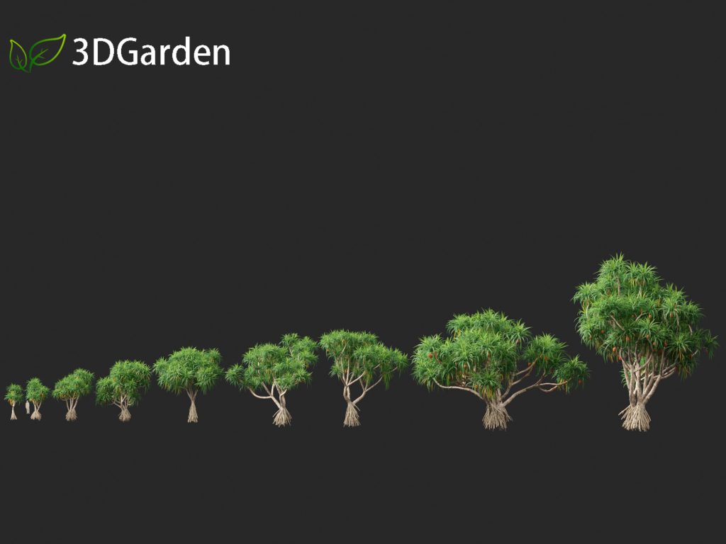 Pandanus tectorius – Screw pine 3D Model - 3DGardenPlants