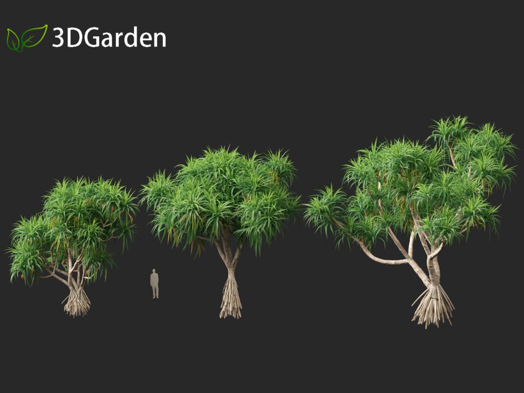 Pandanus tectorius – Screw pine 3D Model - 3DGardenPlants