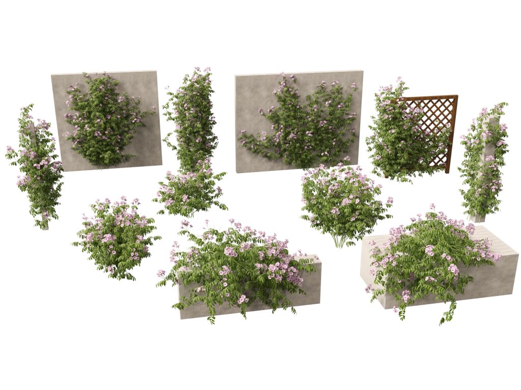 Vines and Creepers 3D Models Free Download - 3dgardenplants