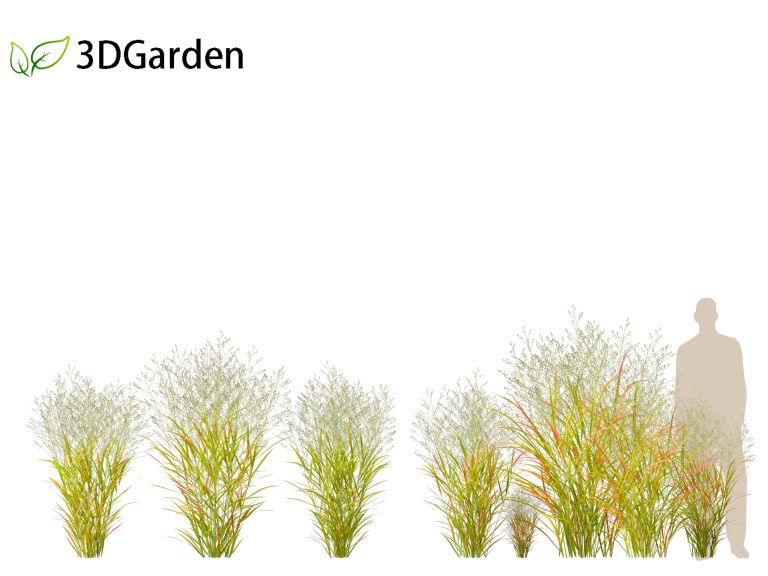 Panicum virgatum - Switch grass 3D Model - 3DGardenPlants