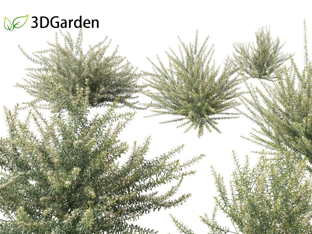 Philotheca Myoporoides Ruby Cascade - Wax Flower 3D Model - 3DGardenPlants