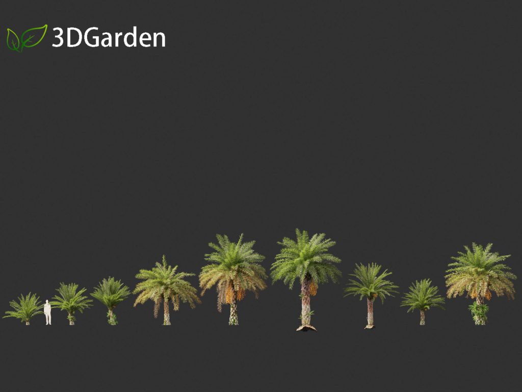 phoenix sylvestris - Wild Date Palm 3D Model - 3DGardenPlants