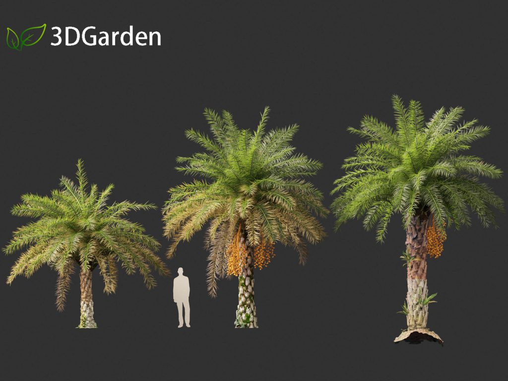 phoenix sylvestris - Wild Date Palm 3D Model - 3DGardenPlants