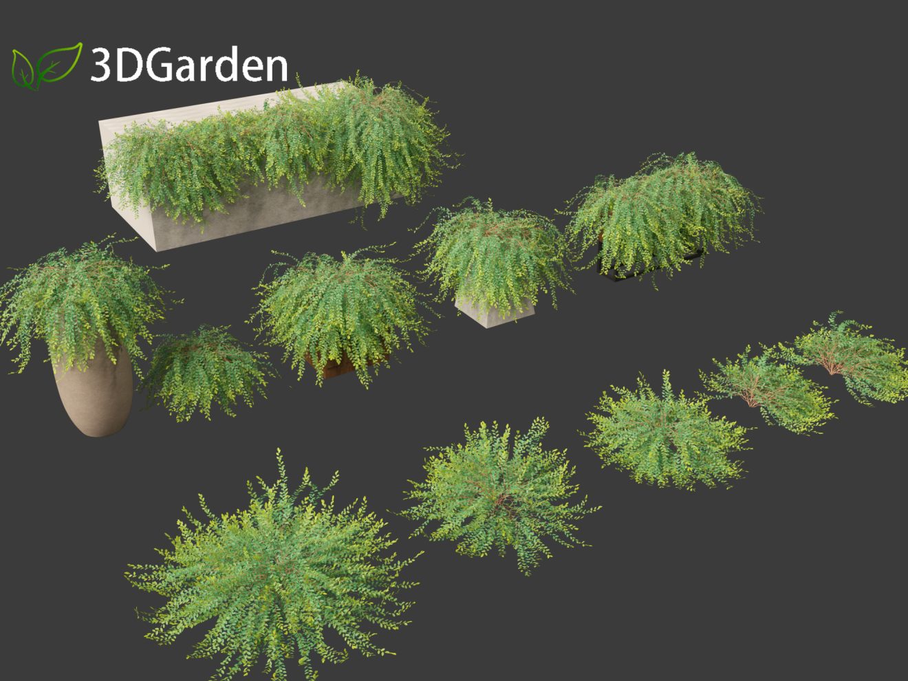 Phyllanthus Cochinchinensis - Vietnam Leaf-Flower 3D Model - 3DGardenPlants