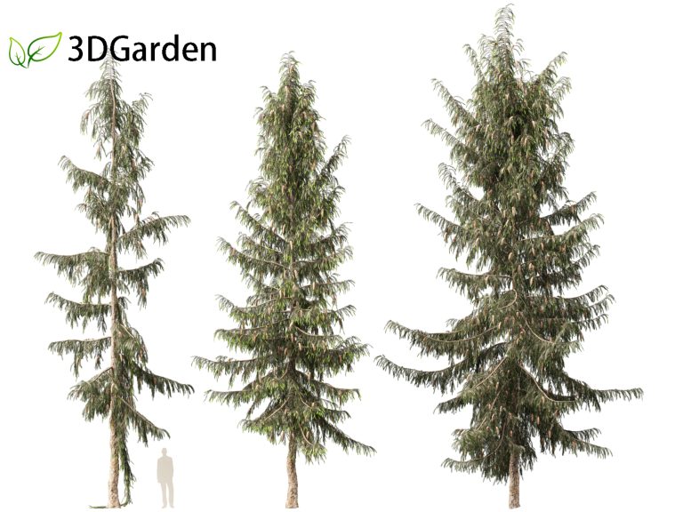 Picea breweriana - Brewer's spruce 3D Model - 3DGardenPlants