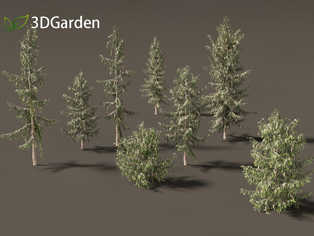 Picea breweriana - Brewer's spruce 3D Model - 3DGardenPlants