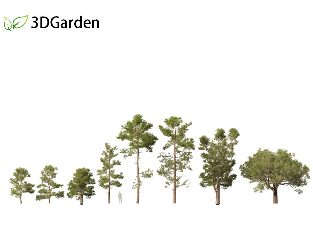 Pinus brutia - the Turkish pine 3D Model - 3DGardenPlants