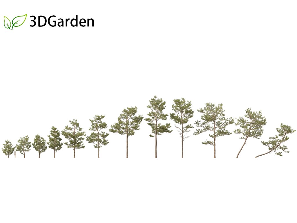 Pinus elliottii – Slash pine 3D Model - 3DGardenPlants