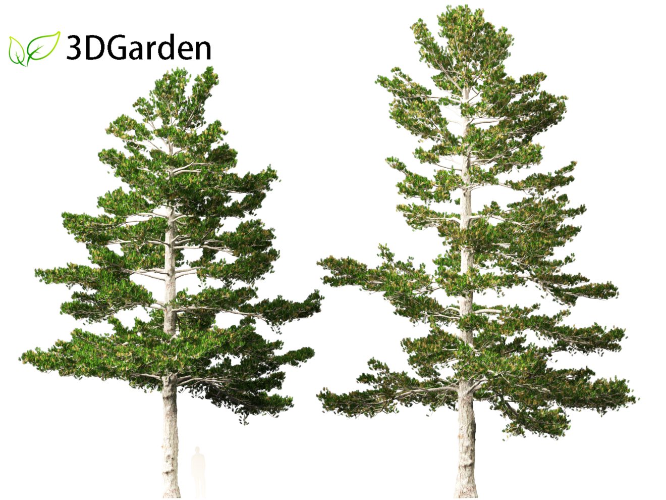 Pinus strobus - Eastern white pine 3D Model - 3DGardenPlants