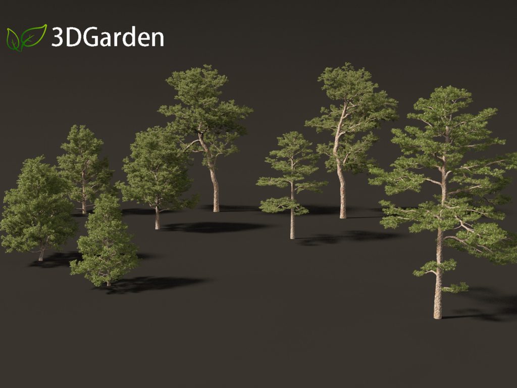 Pinus sylvestris - Scots pine 3D Model - 3DGardenPlants