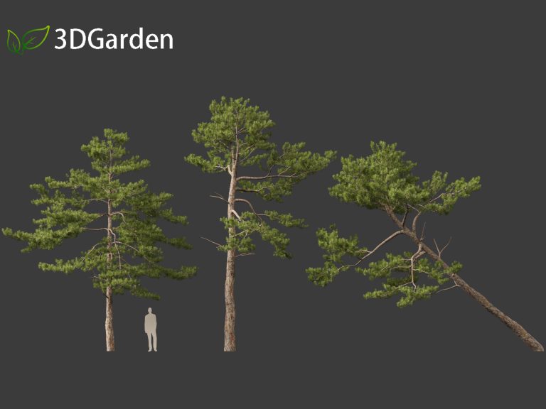 Pinus tabuliformis - Chinese pine 3D Model - 3DGardenPlants