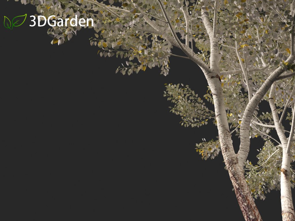 Populus alba - Poplar 3D Model - 3DGardenPlants