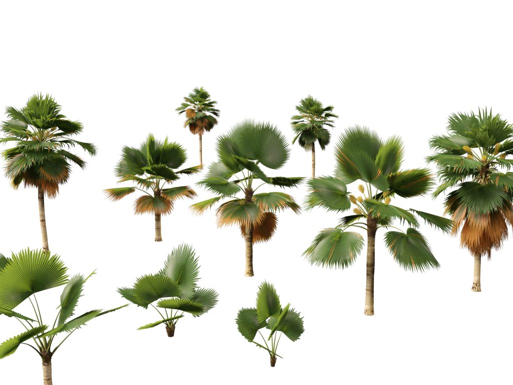 Palm Tree 3D Models Free Download - 3DgardenPlants