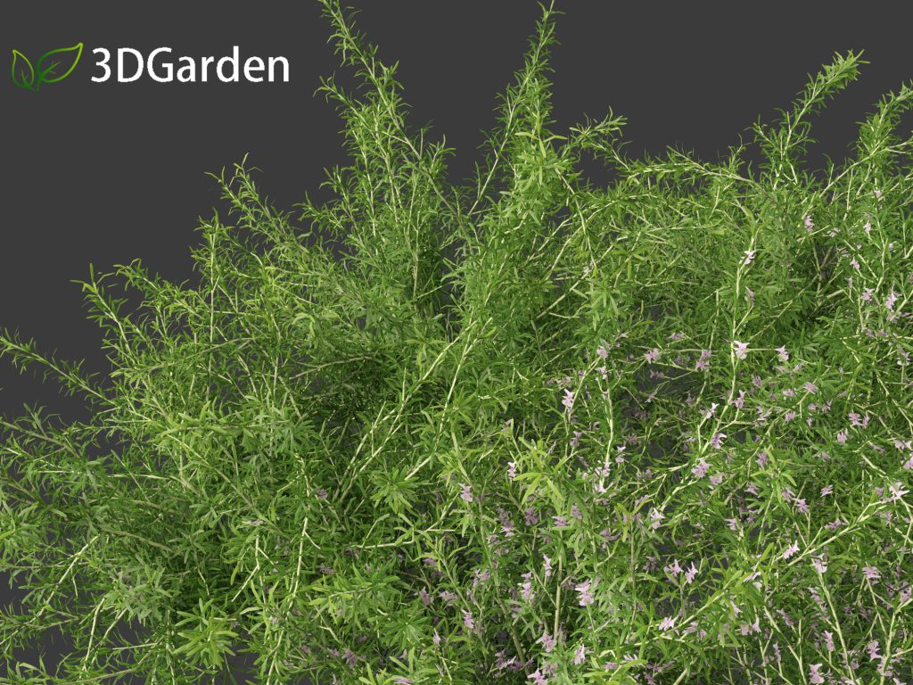 Prostrate Rosemary - Creeping 3D Model - 3DGardenPlants