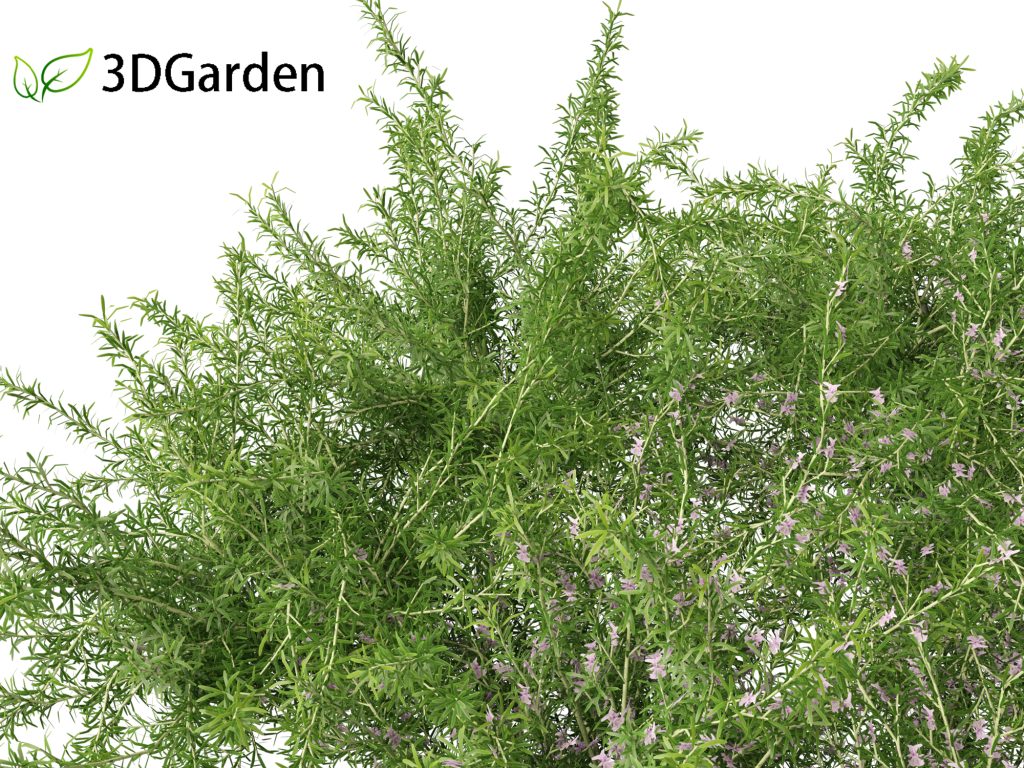 Prostrate Rosemary - Creeping 3D Model - 3DGardenPlants