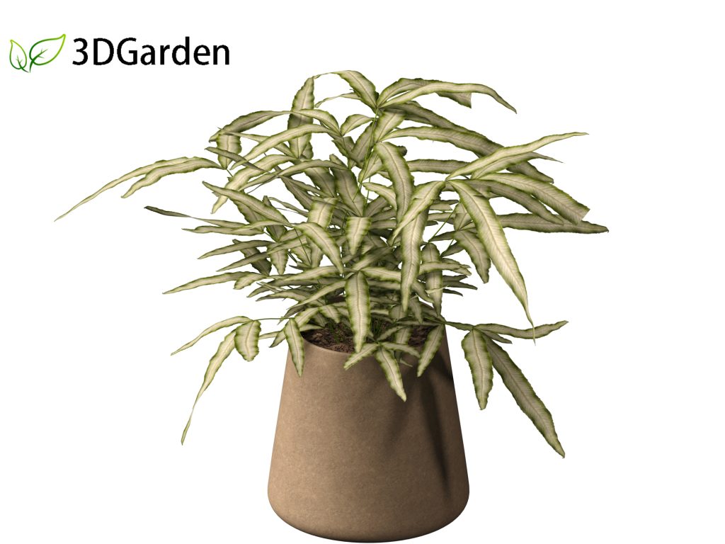 Pteris ensiformis -Sword Brake 3D Model - 3DGardenPlants