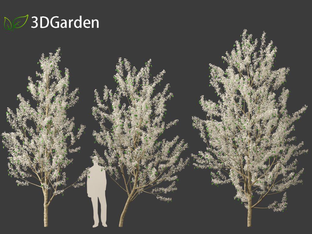 Pyrus calleryana Winter Glow - Ornamental Pear 3D Model - 3DGardenPlants